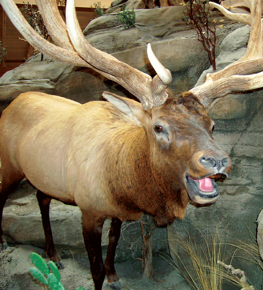 laughing-elk – Shanna Hatfield