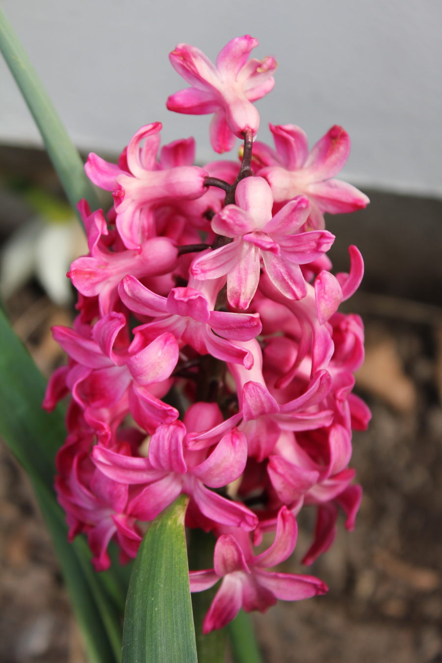 flower-hyacinth-dark-pink – Shanna Hatfield