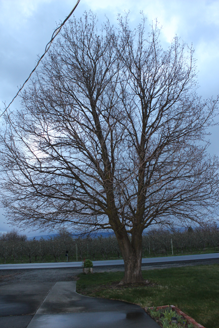 Goodbye, Tree – Shanna Hatfield