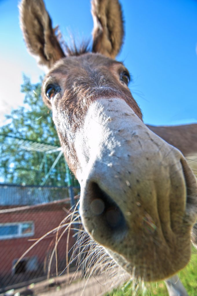 National Mule Day – Shanna Hatfield